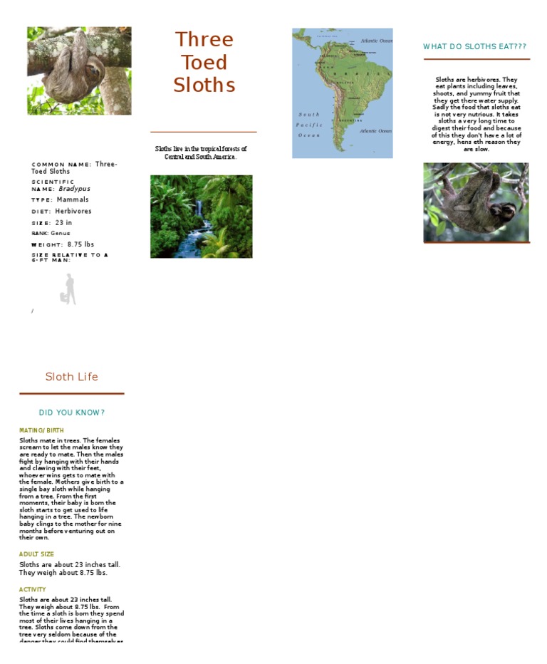 Sloth Final | PDF