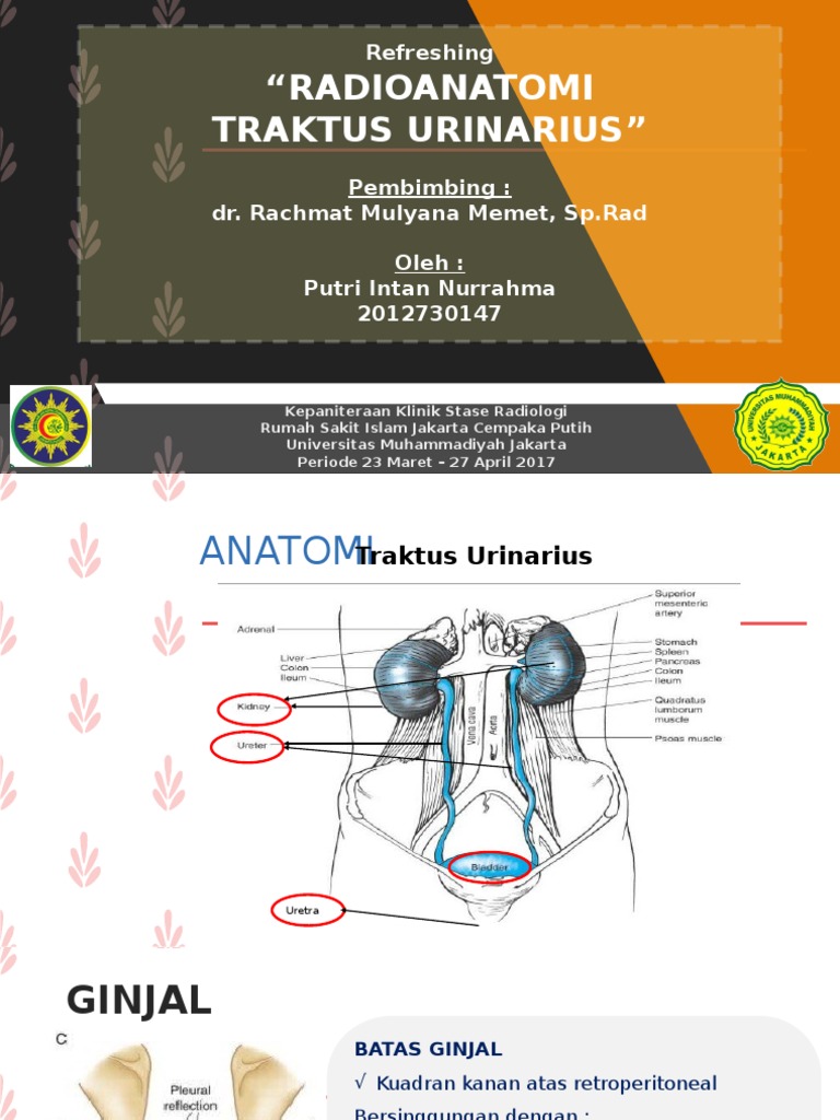 Radioanatomi Traktus Urinarius | PDF