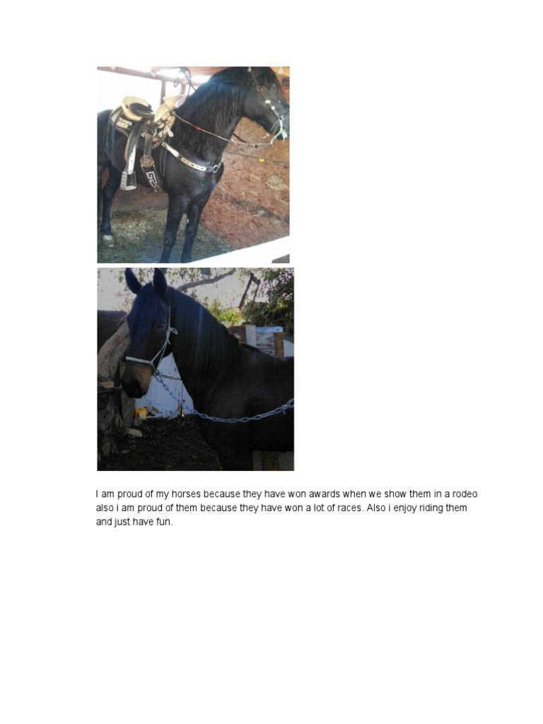 Award-Winning Rodeo Horses | PDF | Equestrian Sports | Horses