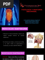 Anatomia de La Rata Externa e Interna Tacher | PDF | Riñón | Abdomen