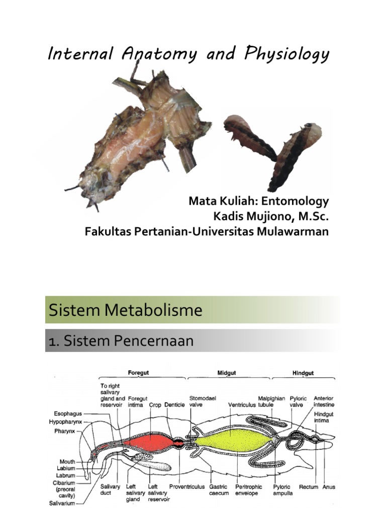 Internal Anatomy and Physiology | PDF
