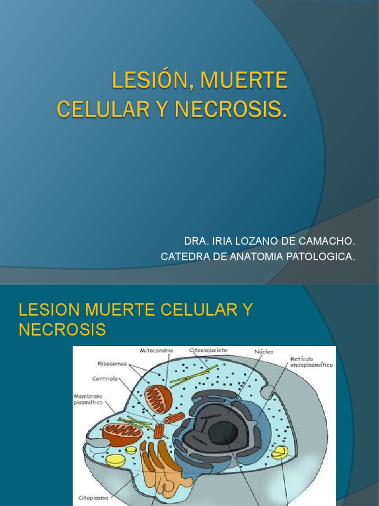LESION%2c MUERTE CELULAR Y NECROSIS | Apoptosis | Necrosis