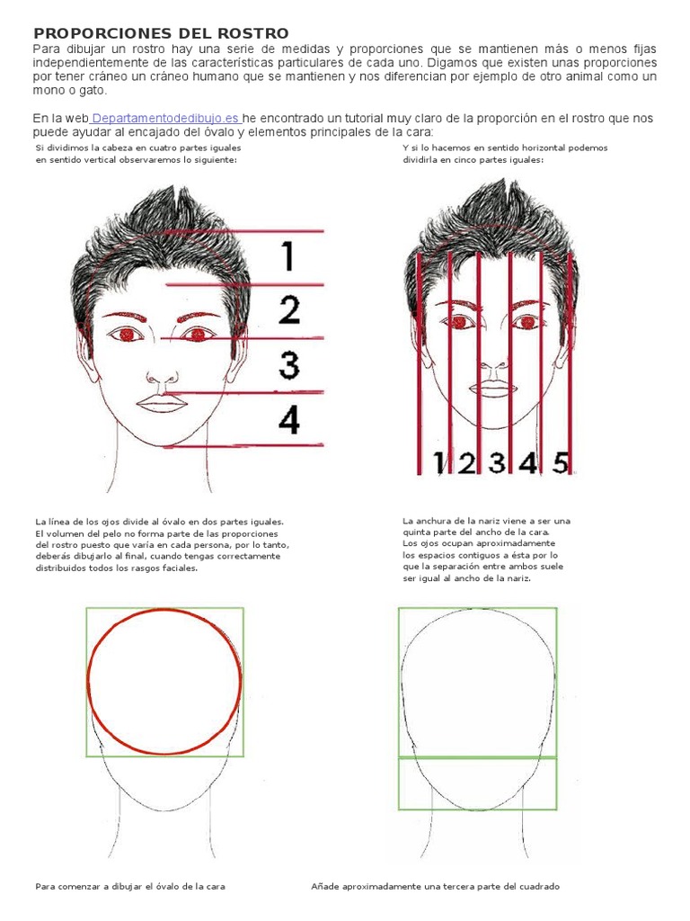 Proporciones Del Rostro Pdf Cara Cráneo