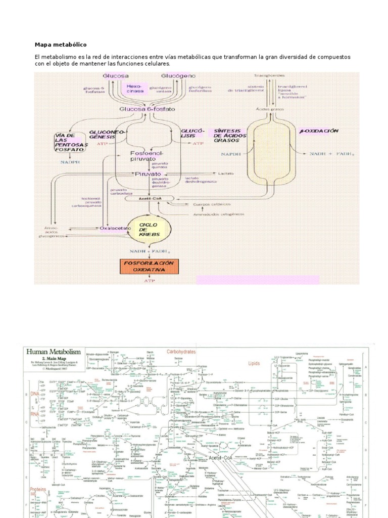 Mapa Metabólico | PDF | Ciencia y matemática