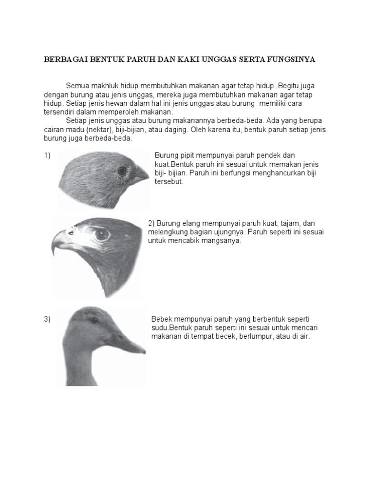Bentuk Paruh dan Kaki Burung serta Fungsinya | PDF | Griya & Taman