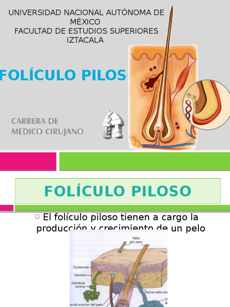 FOLICULO PILOSO | Pelo | Piel
