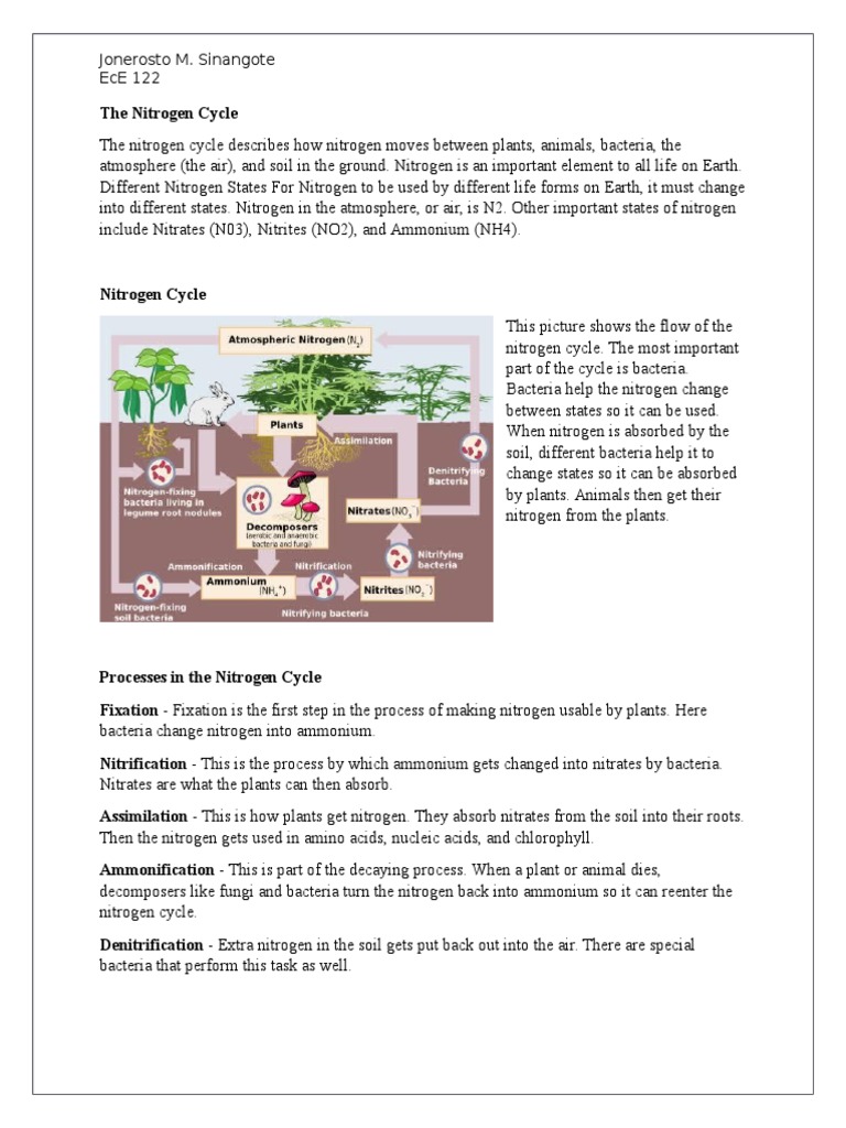 The Nitrogen Cycle Explained | PDF | Sewage Treatment | Chemistry