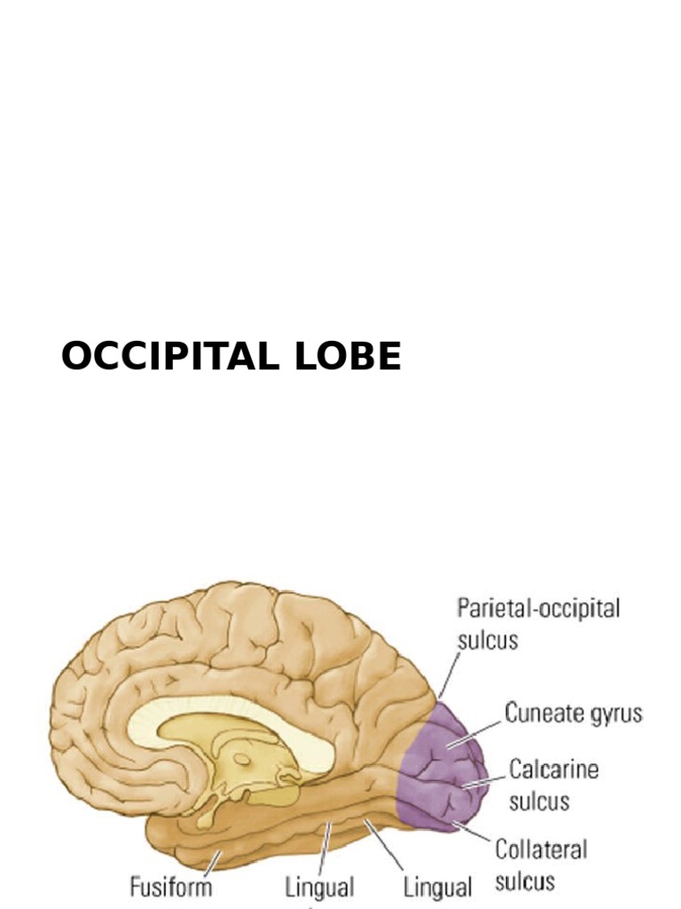 Occipital Lobe | PDF