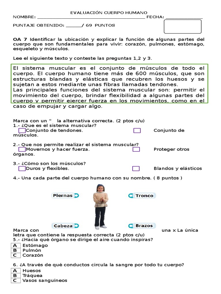 Evaluación Cuerpo Humano | PDF | Músculo | Digestión