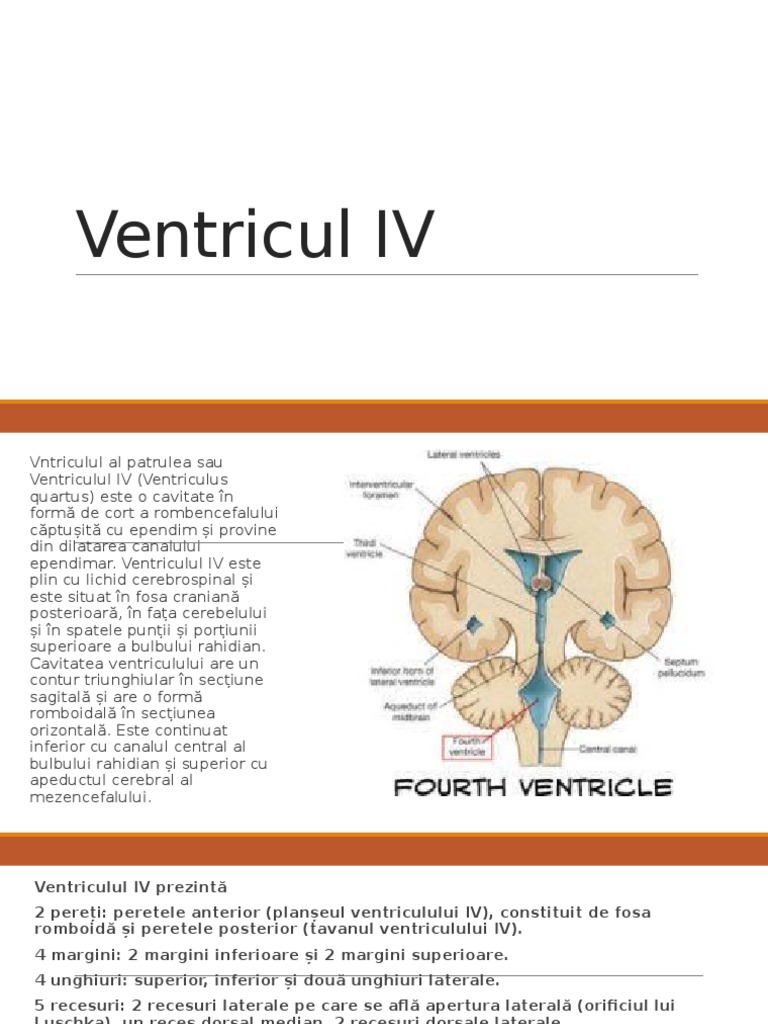 Ventricul IV