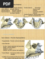 Region Geniana | PDF | Cabeza y cuello humanos | Anatomía humana