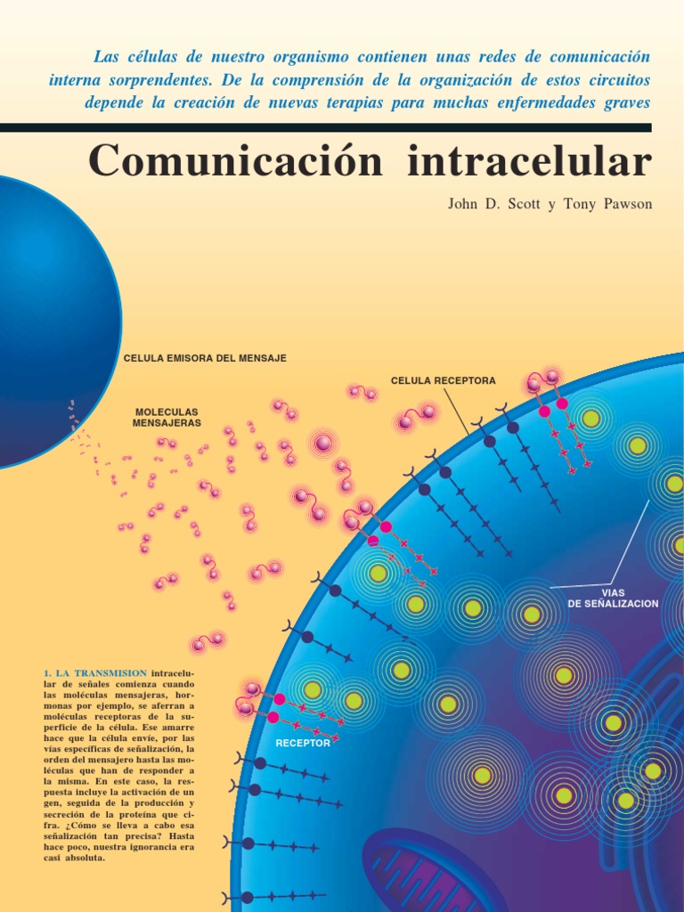 Comunicación Intracelular Ago 2000 | PDF | Receptor (Bioquímica) | Transducción de señales