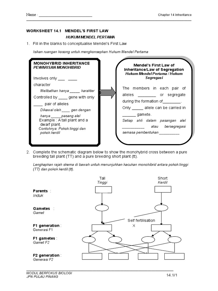 WORKSHEET 14.1 Mendel's First Law | PDF | Genotype | Life Sciences