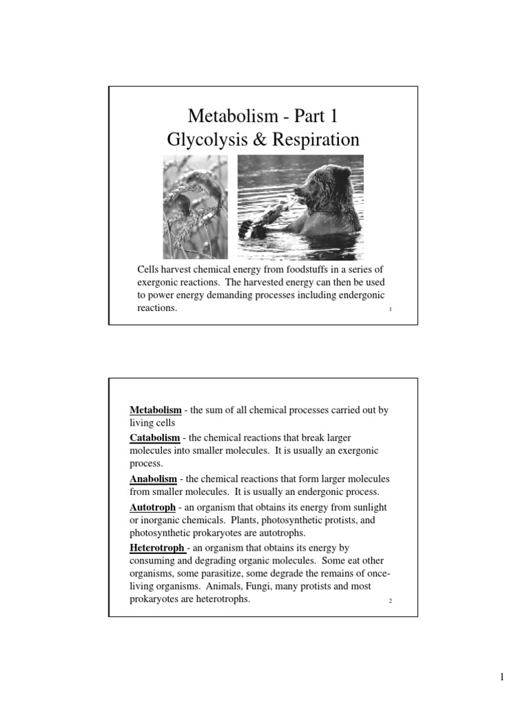 Glycolysis & Respiration 2 | PDF | Cellular Respiration | Adenosine ...