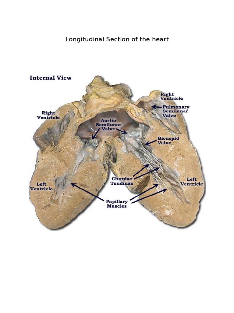 Longitudinal Section of The Heart | Atrium (Heart) | Heart