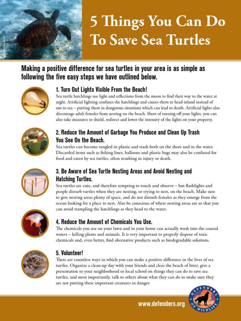 Five Things You Can Do To Save Sea Turtles PDF | PDF | Sea Turtle | Beach
