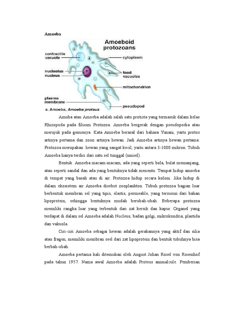 Ciri dan Klasifikasi Amoeba | PDF | Kesehatan Holistik | Sains & Matematika