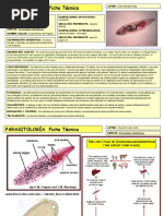 Anatomia de La Rata Externa e Interna Tacher | PDF | Riñón | Abdomen