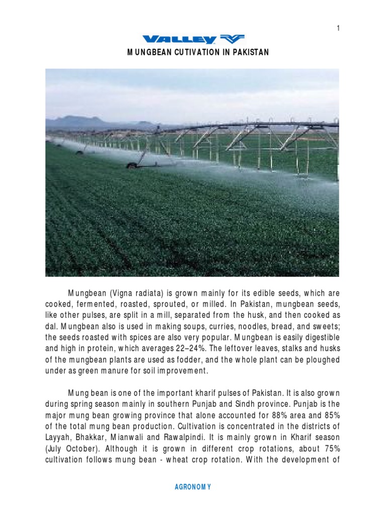 Mung Bean Cultivation in Pakistan | Sowing | Legume