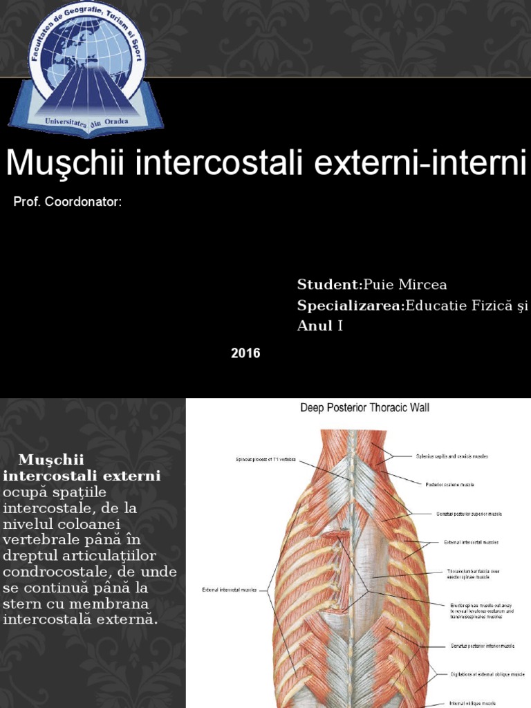 Muschii Intercostali | PDF
