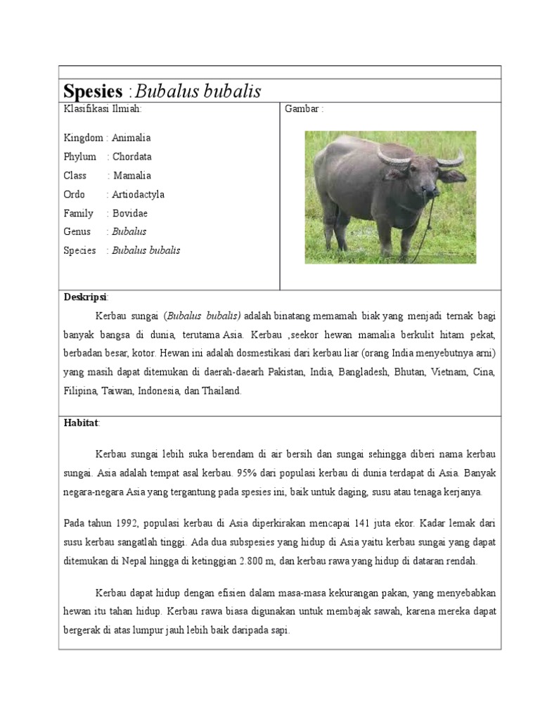 Kerbau | PDF