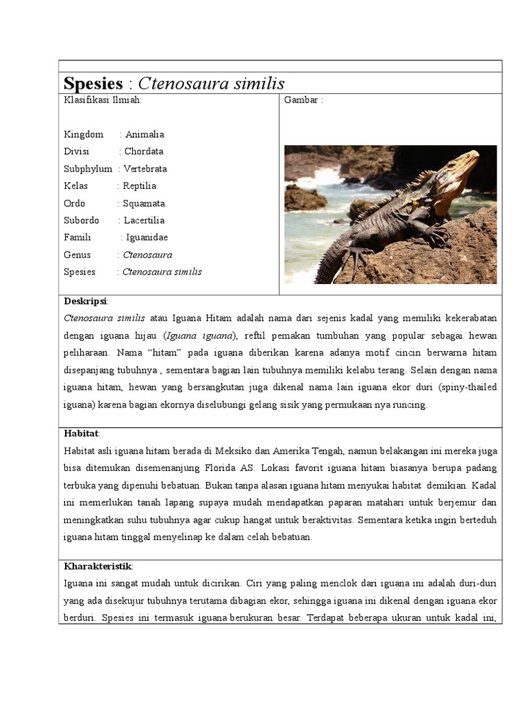 Fakta Menarik Iguana Hitam | PDF