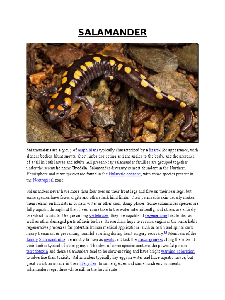 The Fascinating Biology and Mythology of Salamanders: A Comprehensive ...