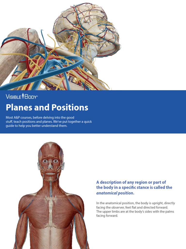 VisibleBody_Planes and Positions_2016.pdf | Anatomical Terms Of Location