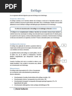 Triangulo de Farabeuf | PDF | Anatomía humana | Cabeza y cuello humanos