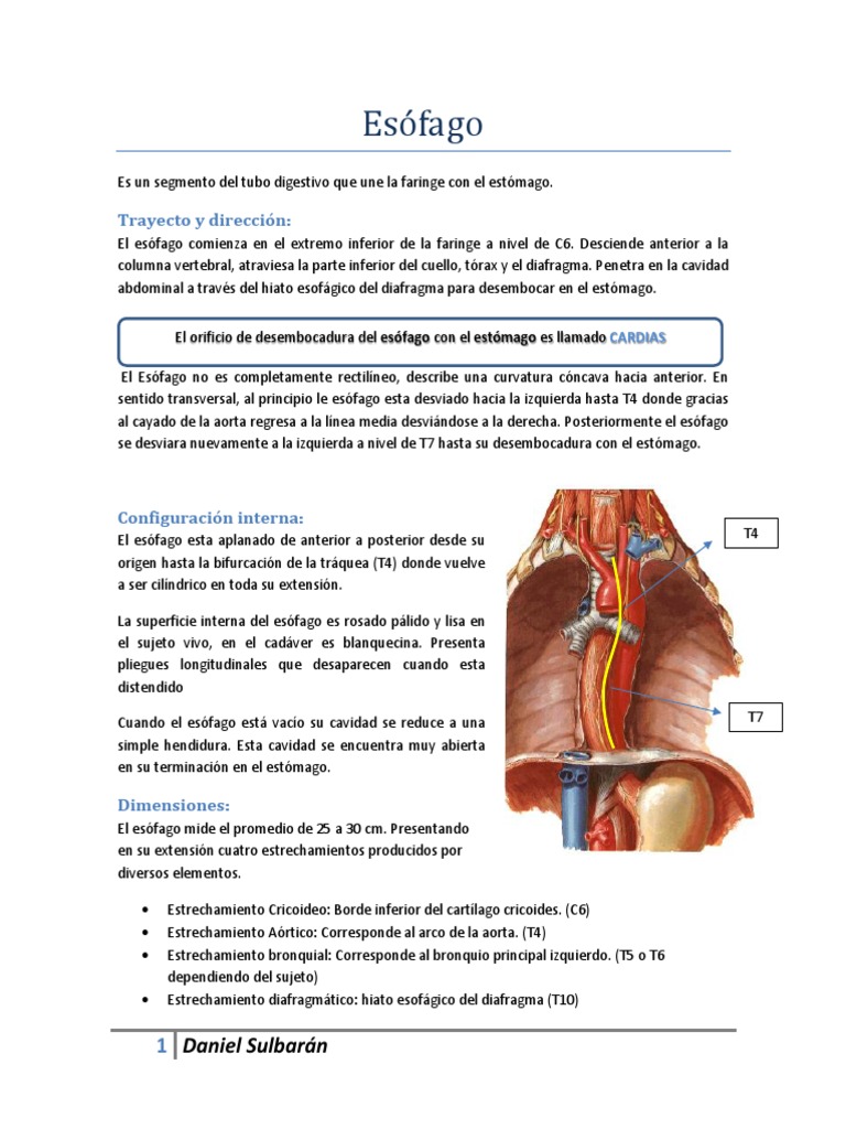 Descripción anatómica del esófago: trayecto, relaciones, estructura y ...