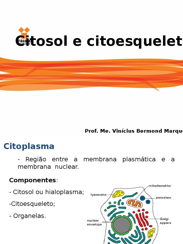 Aula12 - Citosol e Citoesqueleto | PDF | Citoesqueleto | Citosol