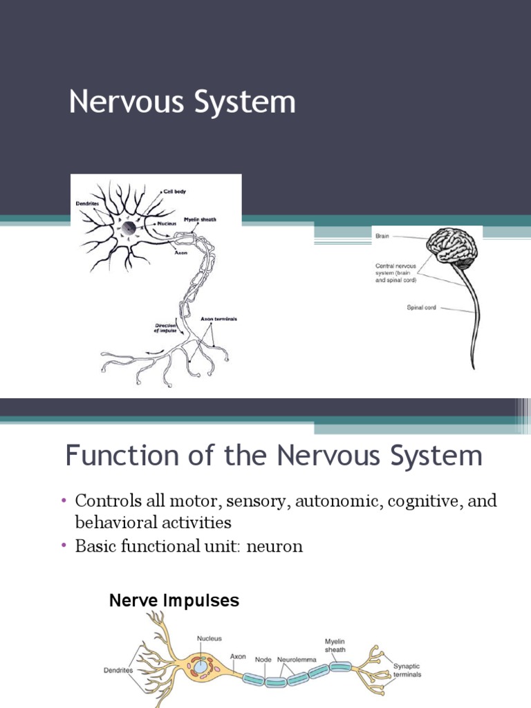 Nervous System For Nursing | PDF | Central Nervous System | Nervous System