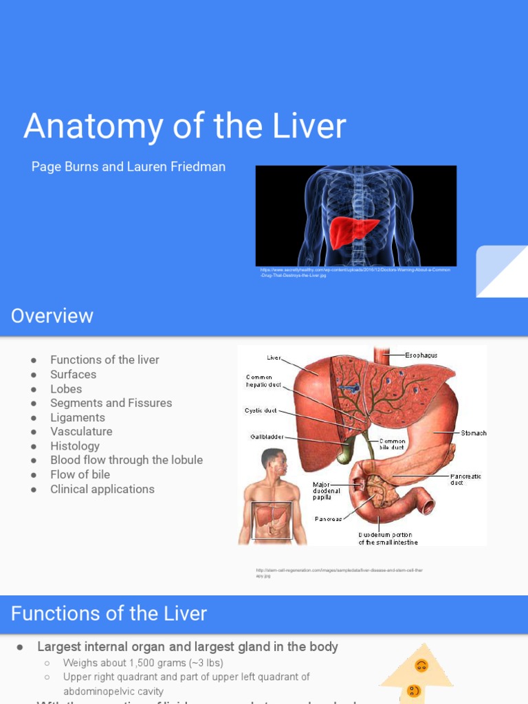 anatomy of the liver | Liver | Vein