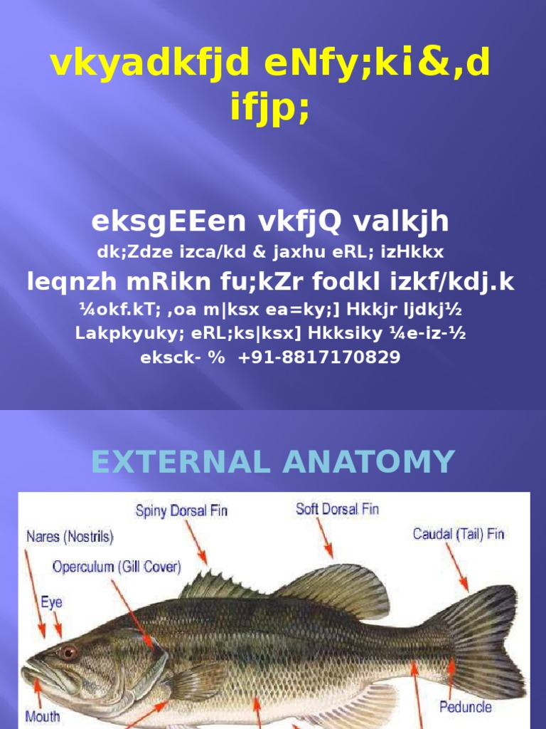 Ornamental Fish Overview and Types | PDF | Wellness