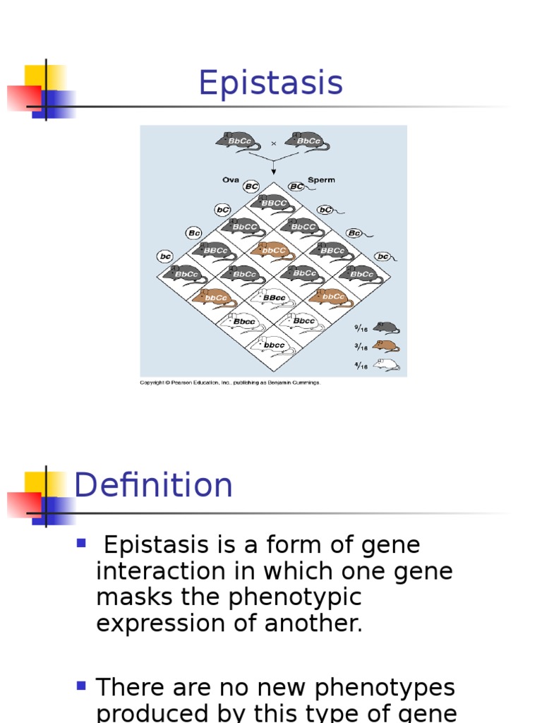 Epistasis.ppt | Epistasis | Dominance (Genetics)