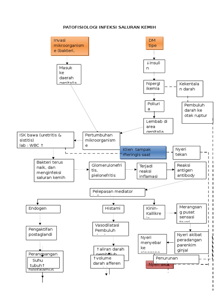 Patofisiologi Infeksi Saluran Kemih New | PDF