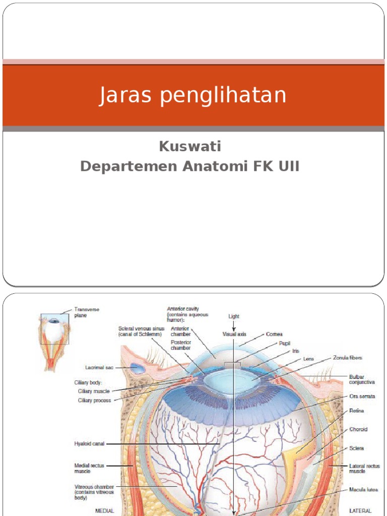 BLOK 1.3 Jaras Penglihatan | Visual System | Retina