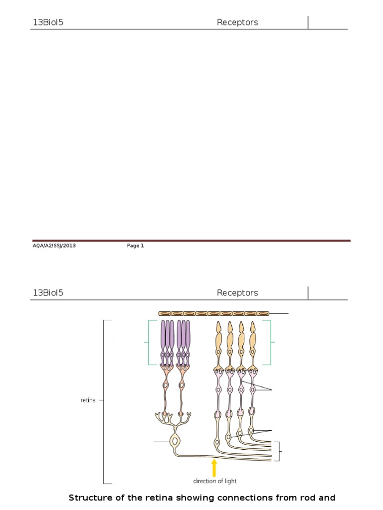 Structure of Retina