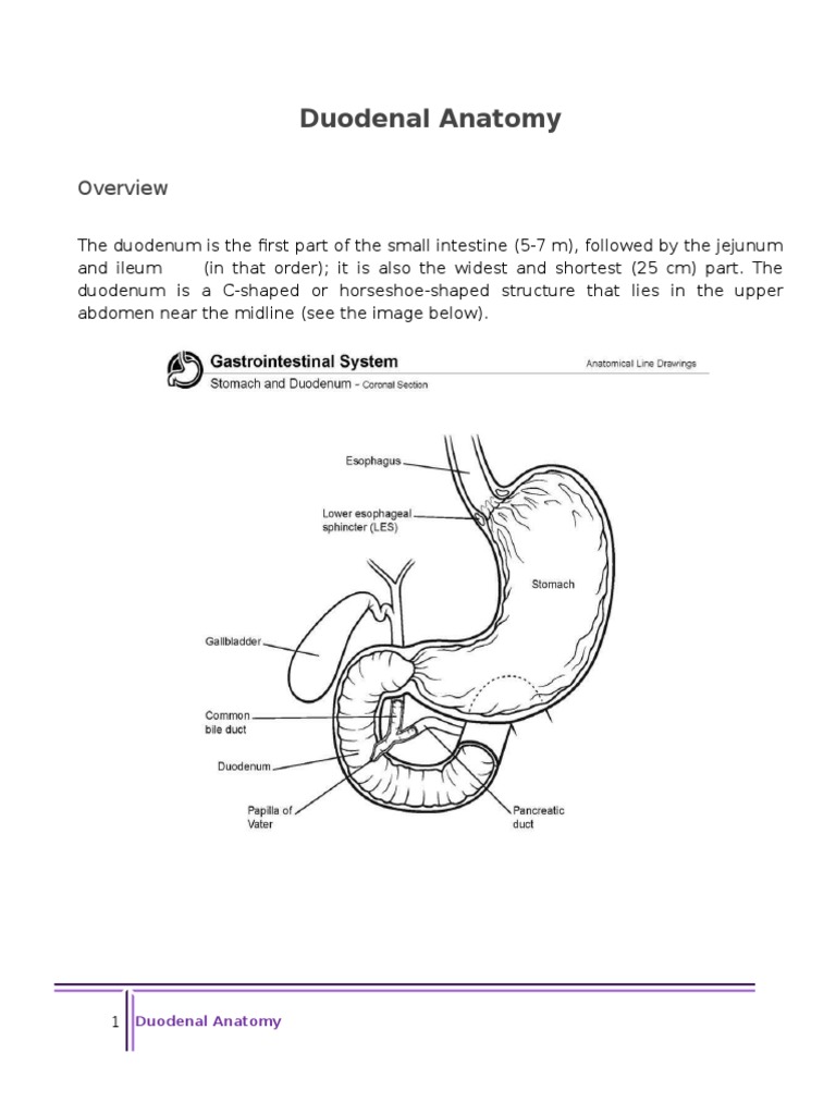 Duodenal Anatomy | Digestive System | Abdomen