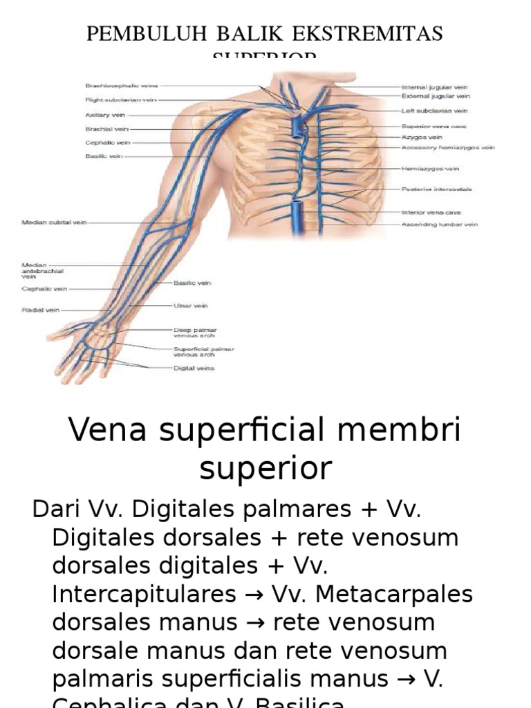 Topografi Vena Membri Superior | PDF | Perjalanan | Kajian Bahasa Asing