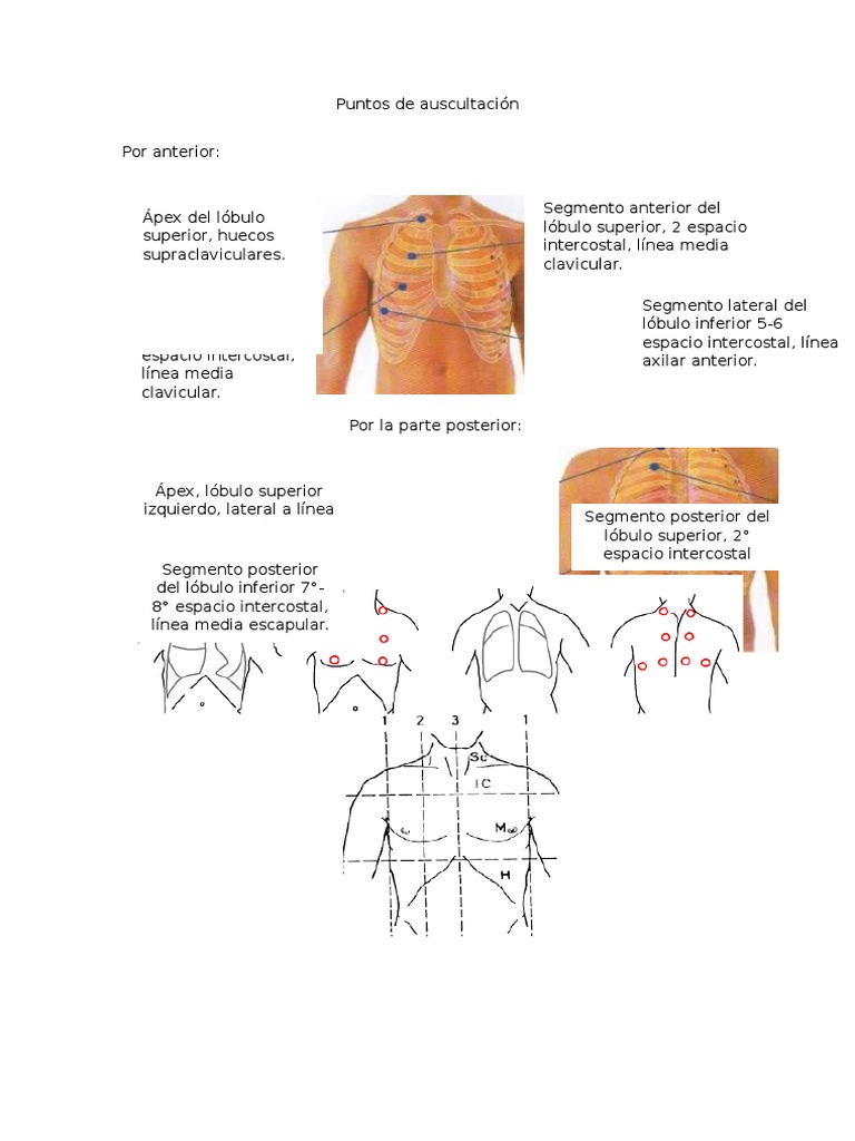 Puntos de Auscultación | Tórax (anatomía humana) | Anatomía humana