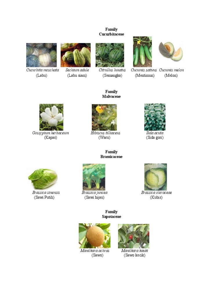 Latin Names of Common Plants | PDF | Edible Plants | Vegan Cuisine