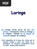 FARINGE y LARINGE - Anatomía II, Veterinaria | PDF | Laringe ...