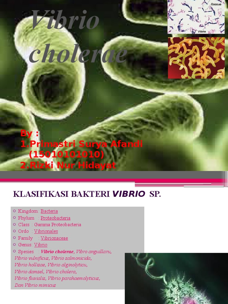 Vibrio Cholerae | PDF