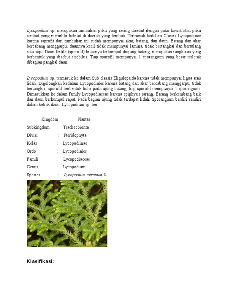 Lycopodium SP | PDF