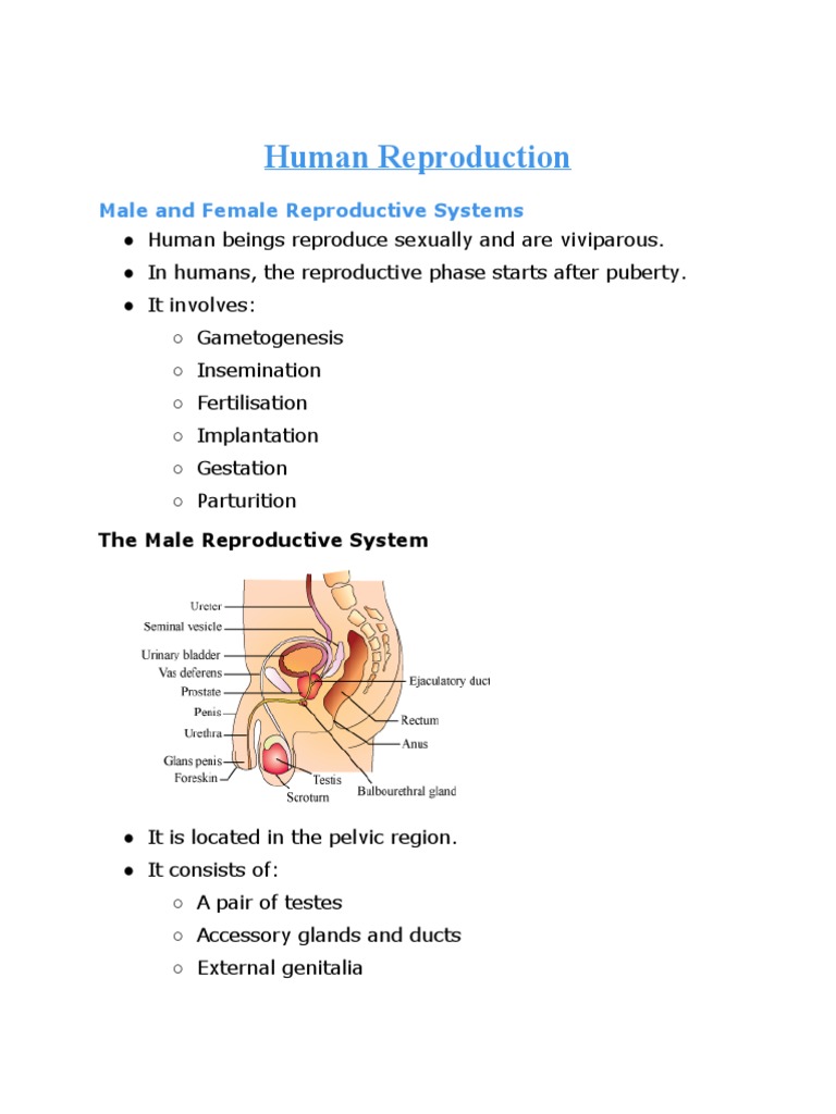 Human Reproduction: Male and Female Reproductive Systems | Download ...