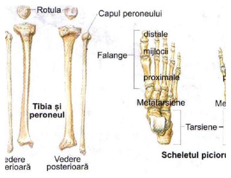 Scheletul Piciorului | PDF