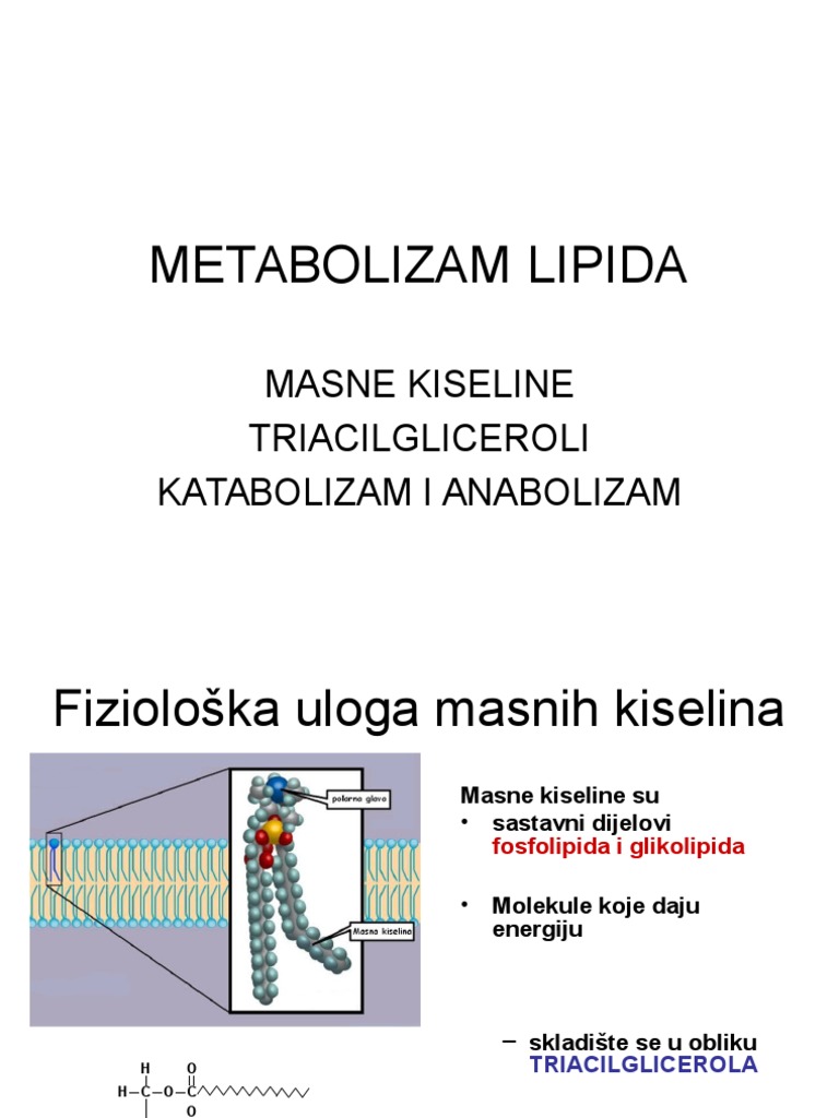 Metabolizam Lipida | PDF