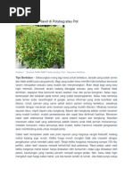 Budiaya Cabai Rawit (Buku) | PDF