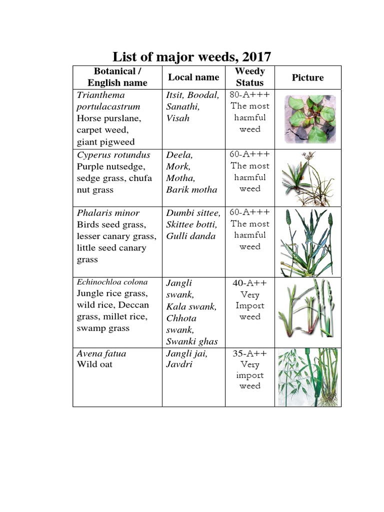 Important Weeds Pictures | PDF | Plants | Horticulture And Gardening